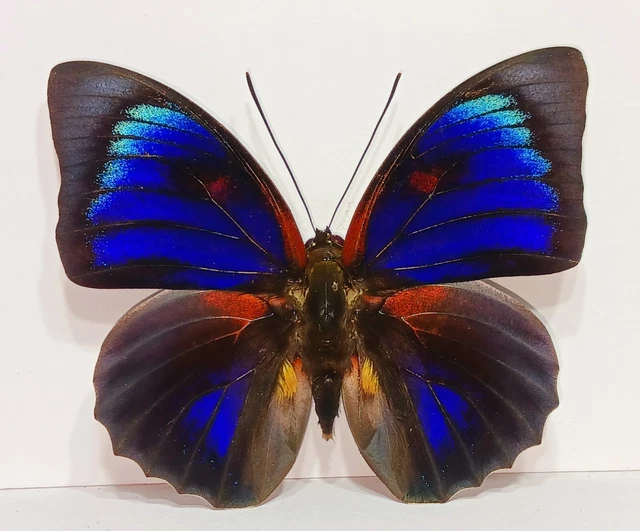 HYBRID AGRIAS BEATIFICA Lachaumei X Prepona Praeneste Male Special ...