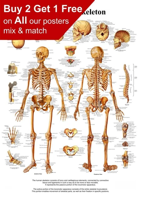 SKELETON HUMAN BODY Anatomy Educational Wall Chart Poster Print | A5 A4 ...