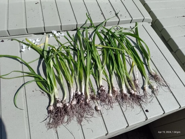 10 X 3 Cornered Leek, Wild Garlic Allium Triquetrum Snowbell Bulbs ...