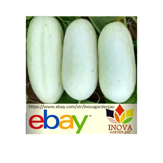 GRAINES DE CONCOMBRE blanc demi-longues - 40 sementes frescas EUR 5,16 ...