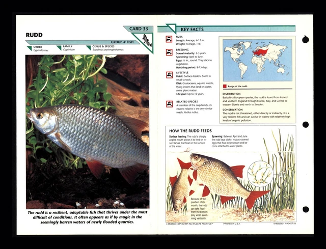 RUDD WILDLIFE FACT File Fish Animal Card Home School Study 4.33 $3.95 ...