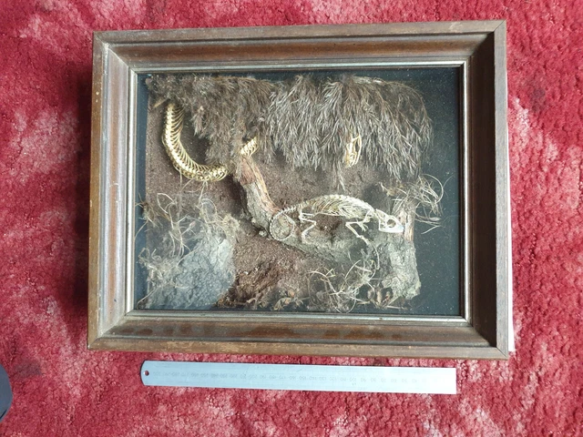CHAMELEON + SNAKE skeletons frame box art skull taxidermy gothic ...