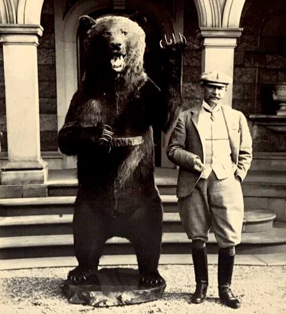 EARLY MOUNTED PHOTO Card Probably Charles Rothschild Taxidermy Bear ...
