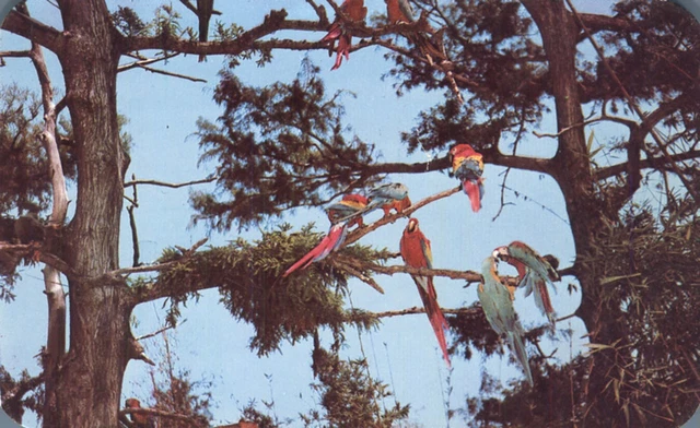 PARROTS ROOSTING IN Trees Parrot Jungle Miami Florida 1951 Postcard $4. ...