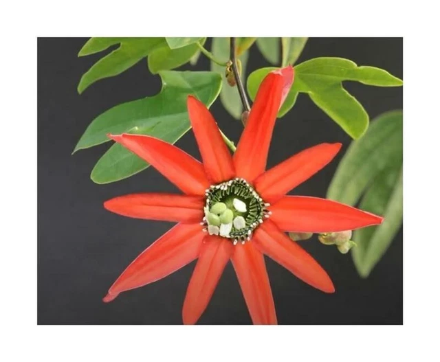 5X PASSIFLORE ARTEMISIA Passiflore Racemosa Jardin Plantes - Graines ...