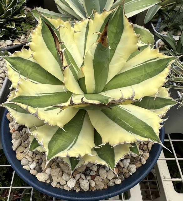 AGAVE TITANOTA SNAGGLE TOOTH 12 cm Pot. First Picture Mother Plant For ...