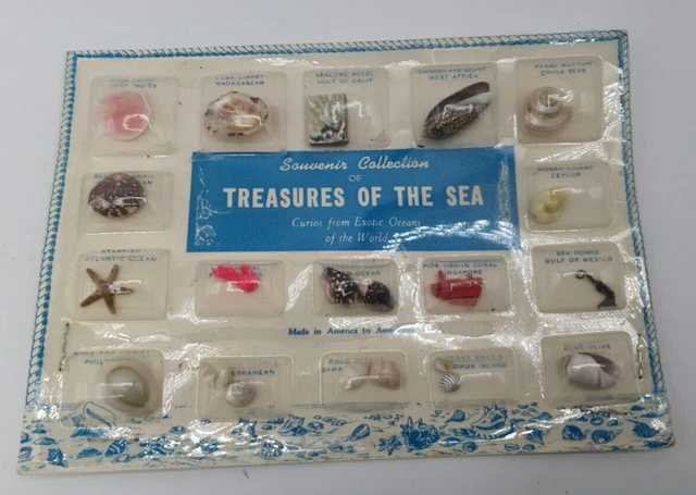VINTAGE SEA SHELL Shells Mounted Collection w/Names In Box - Never ...