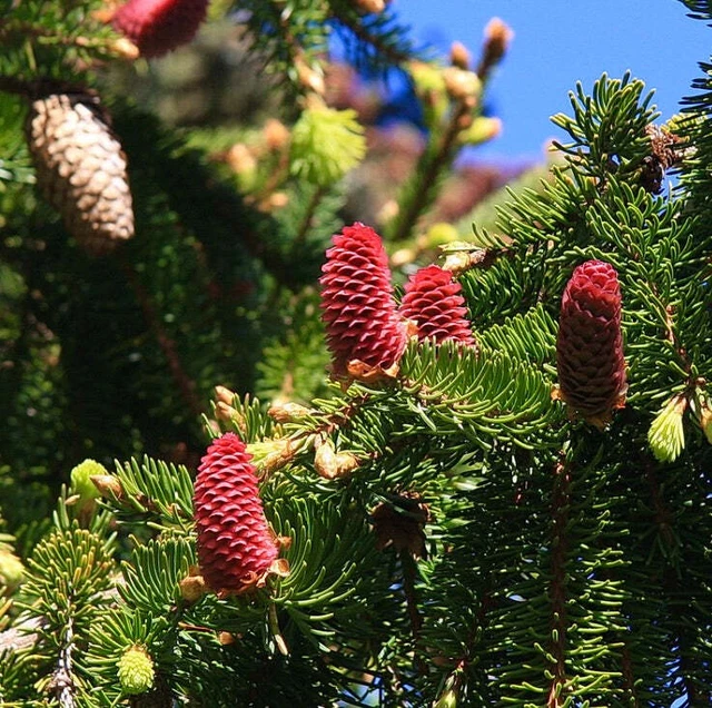 PICEA ABIES 30-40CM - - abete rosso, peccio - Norway spruce ** EUR 33 ...
