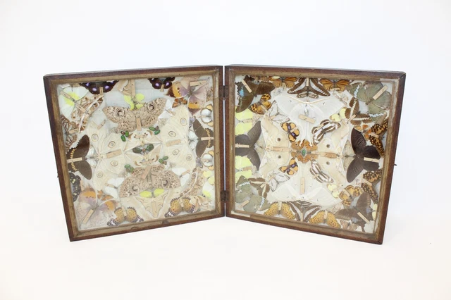 ANTIQUE BUTTERFLY MOTH insect entomology double display case taxidermy ...