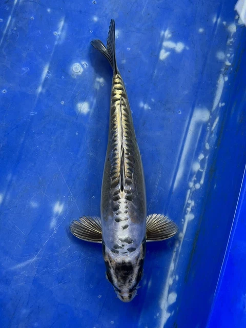 JAPANESE KOI CARP- Doitsu Kogan Ochiba 33cm Ikarashi Ozumi £125.00 ...
