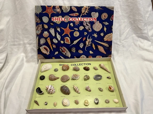 VINTAGE SEA SHELL Shells Mounted Collection with Names in Original Box ...