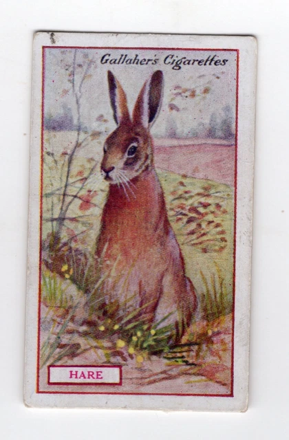 BIRDS AND ANIMALS of commercial value card 1921 #66 Hare EUR 5,09 ...