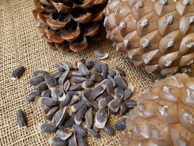 100 PINUS PINEA seeds Stone pine, Pin parasol, Parasolden, Steinkiefer ...