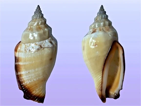 STROMBIDAE, CANARIUM URCEUS, Bohol, Philippines, 61,8 mm, EXTRA LARGE ...