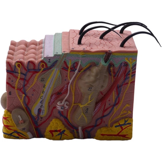PEAU MODÈLE, STRUCTURE de la Peau et des Cheveux 35X Agrandir le Modèle ...