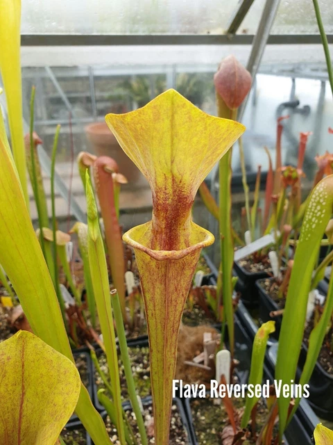 SARRACENIA SEED FLAVA ATROPURPUREA INVERTED VEINS X GLIDER £2.00 ...