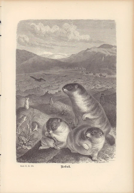 BOBAK. STAHLSTICH VON 1877. Mützel [Stecher], Gustav: $25.04 - PicClick AU