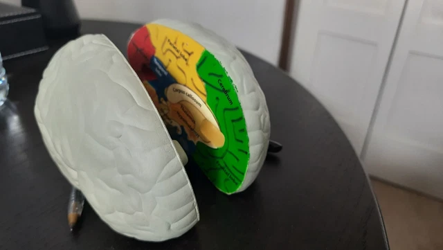 LEARNING RESOURCES SOFT Foam Cross Section Brain Model Teaching Aid £15 ...