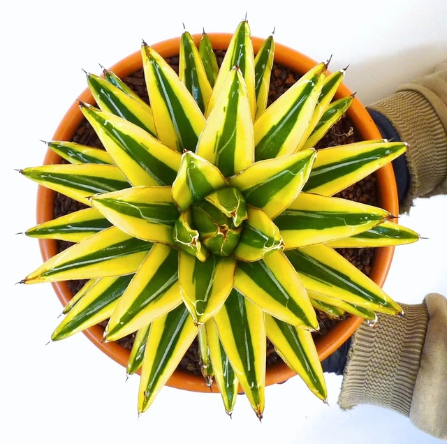 AGAVE VICTORAE-REGINAE CV ""Shin Yuki Yama"" VARIED - - NO crested £74.26 - PicClick UK