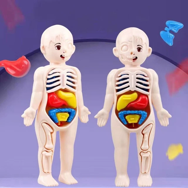 INSIGHTS TOY HUMAN Anatomy Model 3D Montessori Puzzle Human Organs ...