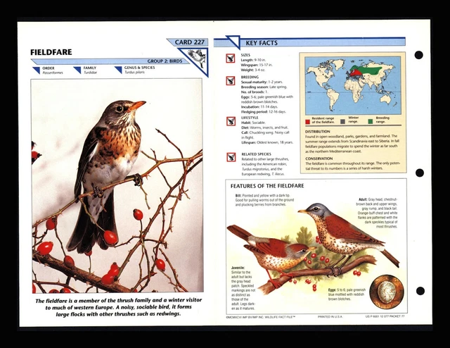 FIELDFARE WILD LIFE Fact File Bird Animal Card Home School Study 2.227 ...