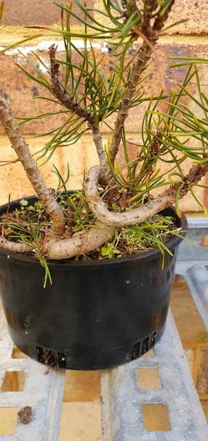 JAPANESE BLACK PINE Bonsai Shohin (Pinus Thunbergii) $159.70 - PicClick AU