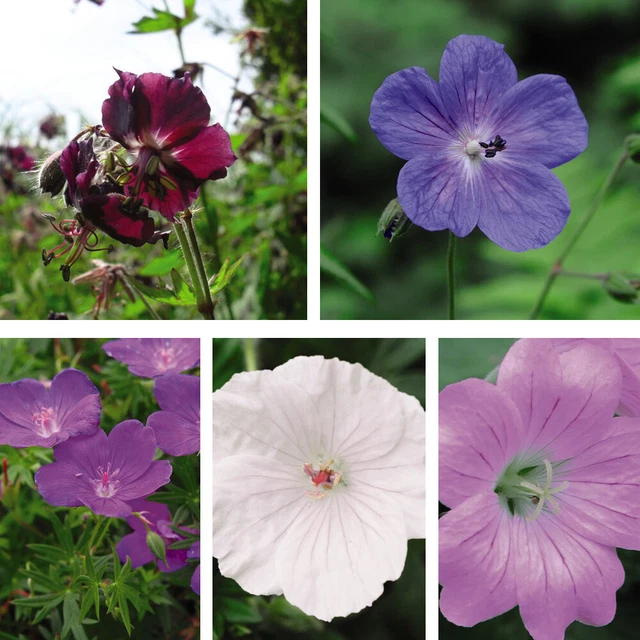 HARDY GERANIUM MIXED Perennial Flower Garden Plants 5 or 10 Bare Roots ...