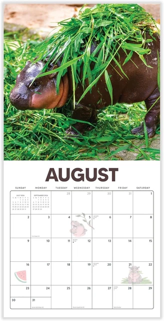 PYGMY HIPPOS - 2026 Wall Calendar - Brand New - 71300 £14.51 - PicClick UK