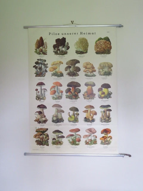 VINTAGE PULL ROLL Down School Wall Chart Poster Of Mushrooms I Fungi ...