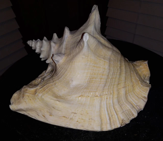 VINTAGE LARGE NATURAL Horned Queen Helmet Conch Sea Shell Beach Decor 8 ...