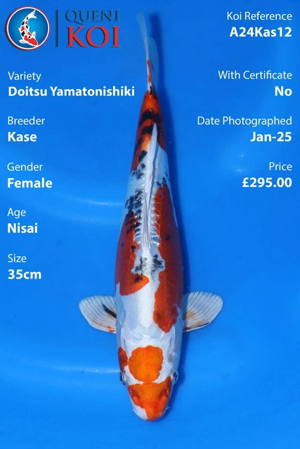 JAPANESE KOI CARP, Doitsu Yamatonishiki, Nisai, Female, 35cm -A24Kas12 ...