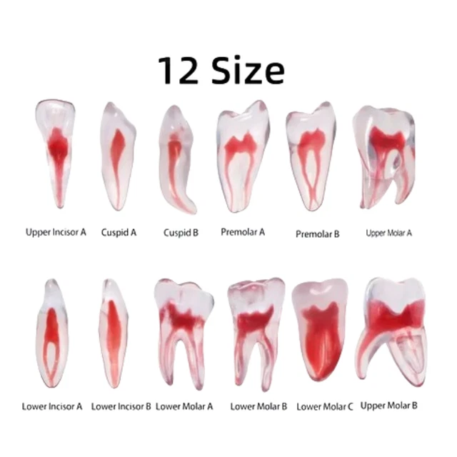 DENTAL BLOCKS FILES Practice Block Endo Training Model Replicas RCT 3D ...