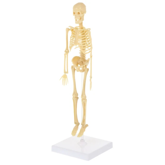 HUMAN SKELETON MODEL Plastic Simulation Mannequin Assembly Kids Toy £9. ...