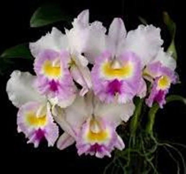 CATTLEYA NEAR FLOWERING Size Mericlone Seedling Plant...Rlc Claude ...