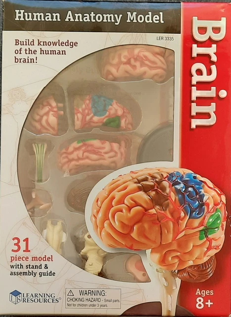 LEARNING RESOURCES LER3335 Anatomy for Kids, Human Body Brain ...