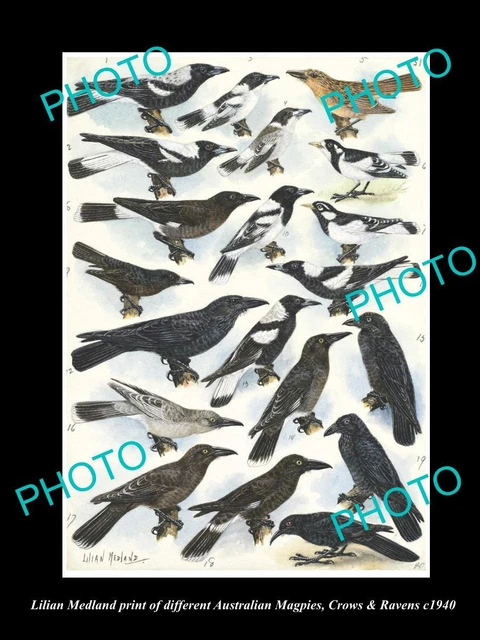 LILIAN MEDLAND VINTAGE PRINT OF AUSTRALIAN BIRDS 16x11 MAGPIES CROWS ...