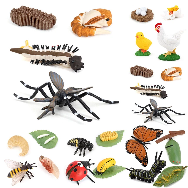 INSECT GROWTH LIFE Cycle of Butterfly Honey Bee Model Simulation ...