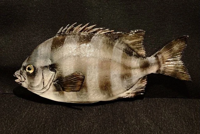 FOOD SAMPLE FRESH Fish Stone Sea Bream With Back Side £389.60 - PicClick UK