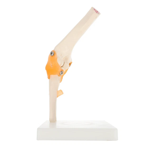 ARM MODEL ANATOMY Elbow Joint Model Human Skeleton Model Joint Model £ ...