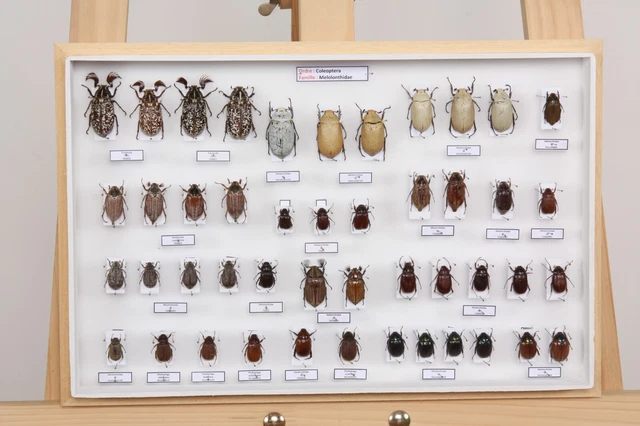 ENTOMOLOGIE COLLECTION MUSÉUM des insectes du monde Lot N°34 ...