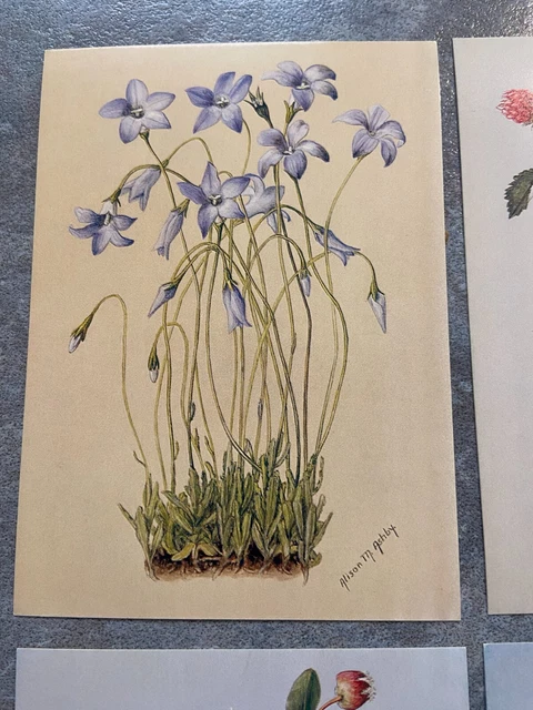 6 X VINTAGE 1968 Wildflower Cards by Alison Ashby. Kosciosko National ...