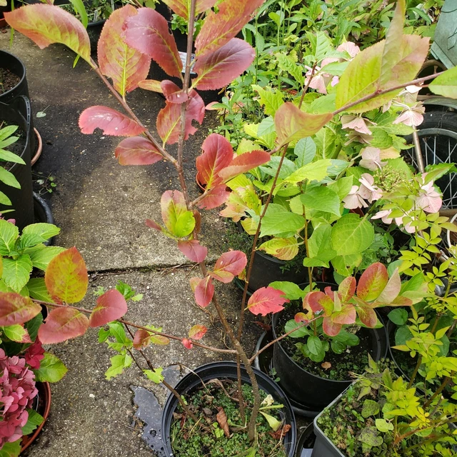 CHOKEBERRY - ARONIA Melanocarpa- dwarf plant, edible berries. £10.00 ...