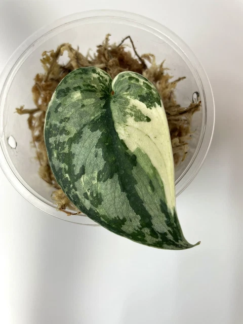 SCINDAPSUS PICTUS ALBO “Mayari” Variegata (mid stem-cutting)- UK Buyers ...