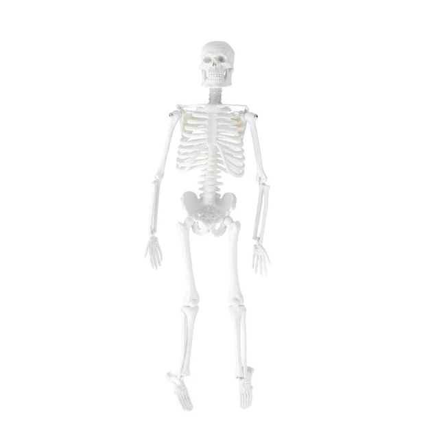 SKELETON SPECIMEN ANATOMICAL Study Model Anatomy Models Human Body £33. ...