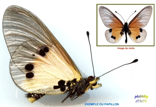 NYMPHALIDAE - ACRAEA IGATI - Entomologie . insecte 1616M EUR 3,40 ...