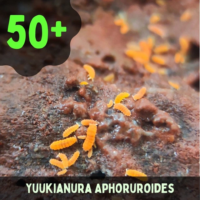 50+ ORANGE SPRINGTAILS (Yuukianura Aphoruroides) Clean-up Crew. £23.00 ...
