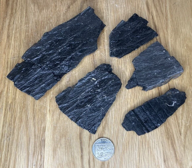 FOSSIL SPECIMEN COLLECTION, Lepidodendron Bark Fragments, Set of 5 ...