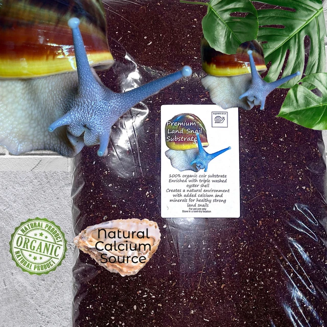 GIANT AFRICAN LAND Snail Substrate soil PREMIUM With Oyster, Garden ...
