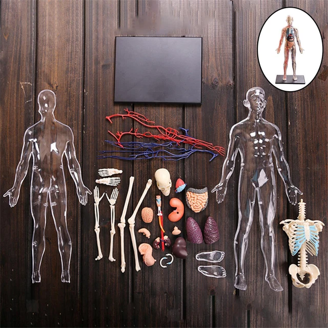 CORPS HUMAIN ANATOMIE Enseignement Modèle D'organe Interne Assemblage ...