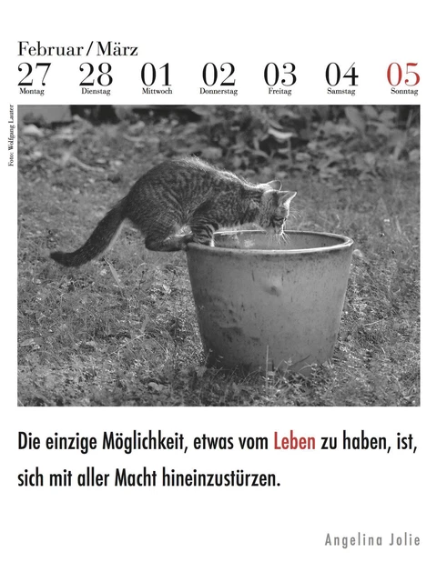 DER LITERARISCHE KATZENKALENDER 2024 Julia Bachstein Kalender 56 S ...